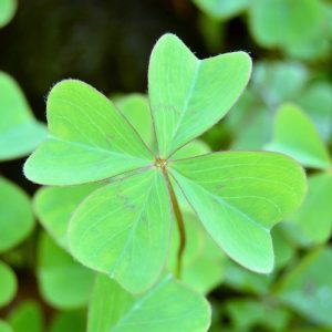 Panoja | Qué es, características, función, composición, cosecha | Plantas