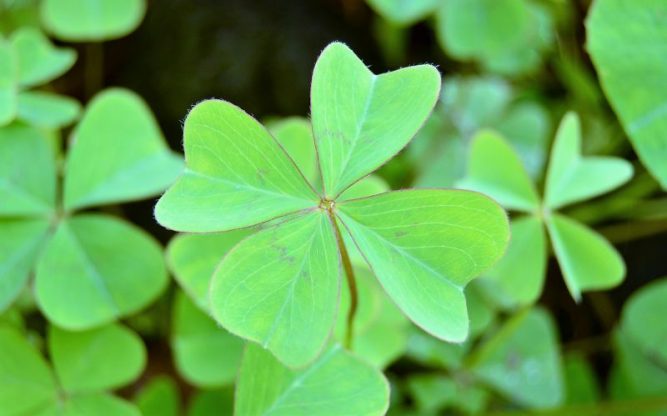 Trébol de cuatro hojas | Qué es, uso, relación con la suerte, conseguir uno