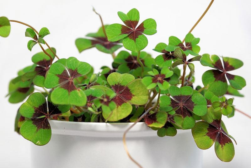 Trébol de cuatro hojas | Qué es, uso, relación con la suerte, conseguir uno