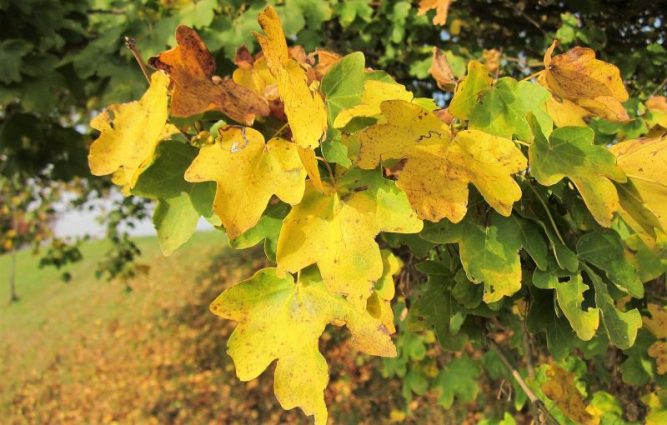 Betula pendula, abedul plateado: características y usos