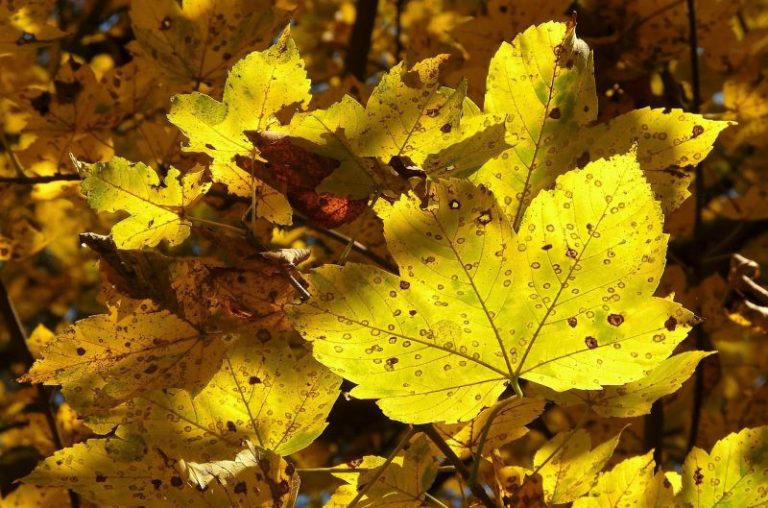 Betula pendula, abedul plateado: características y usos