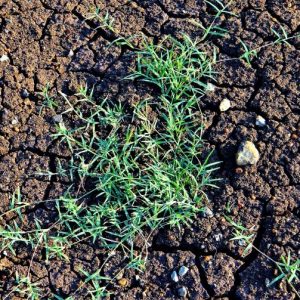 Estolones | Qué son, función, cómo se desarrollan, reproducción, ejemplos