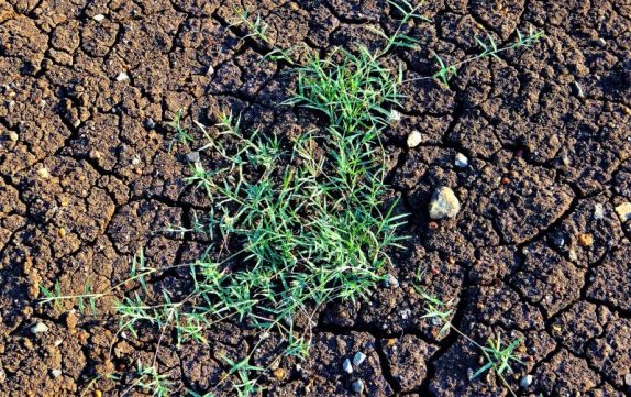 Cynodon dactylon: césped Bermuda para climas cálidos