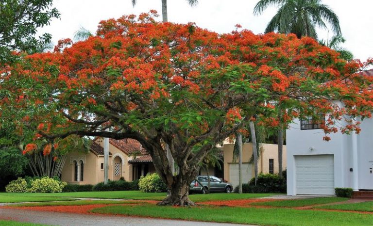 Delonix regia | Características, semillas, reproducción, cuidados | Árbol