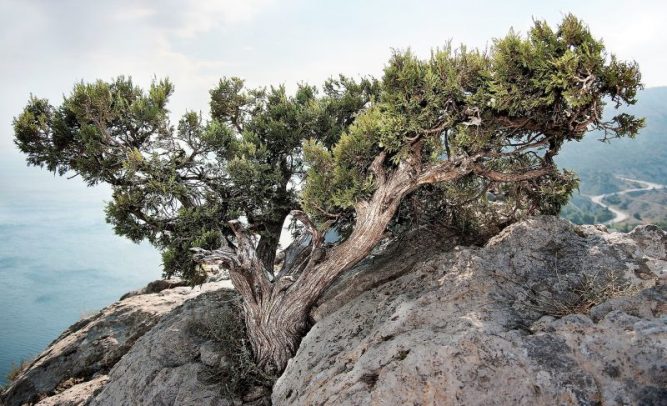 Juniperus communis: enebro común, usos y cuidados