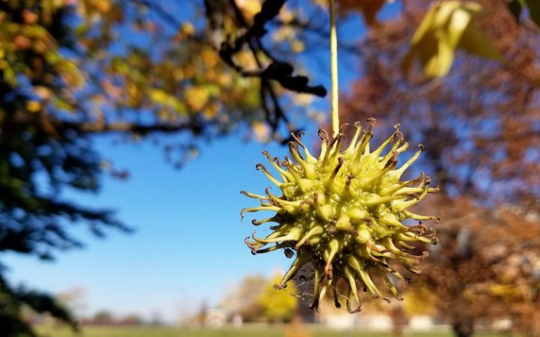 Brachichito | Características, cultivo, cuidados, usos, fruto, especies ...