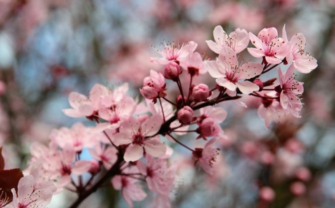 Prunus cerasifera: ciruelo rojo ornamental