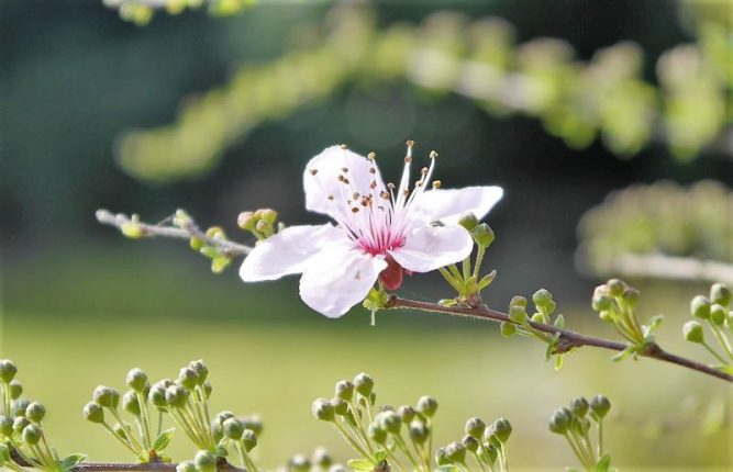 Prunus cerasifera: ciruelo rojo ornamental