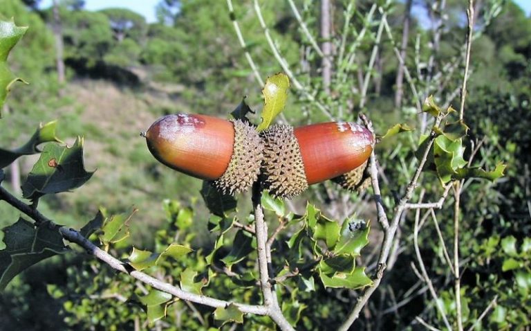 Quercus coccifera: coscoja mediterránea resistente