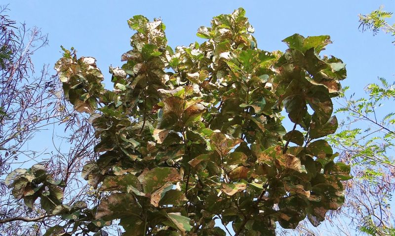 Tectona grandis: teca de alta durabilidad para exterior