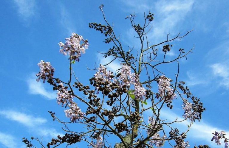 Árbol kiri: usos, beneficios y cuidados