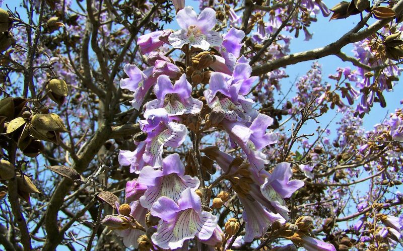 Árbol kiri: usos, beneficios y cuidados