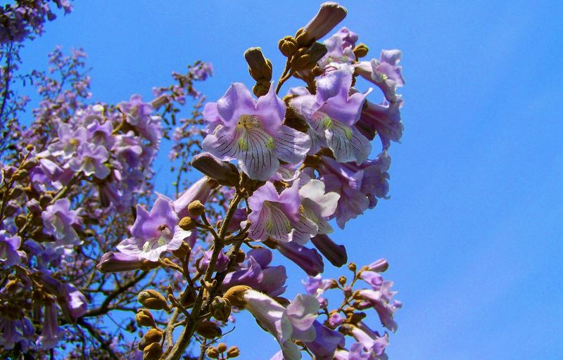 Árbol kiri: usos, beneficios y cuidados