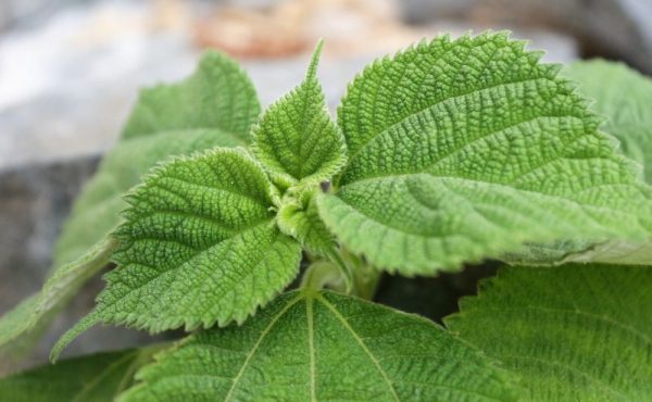 Ajonjolí sésamo: origen, cultivo y beneficios