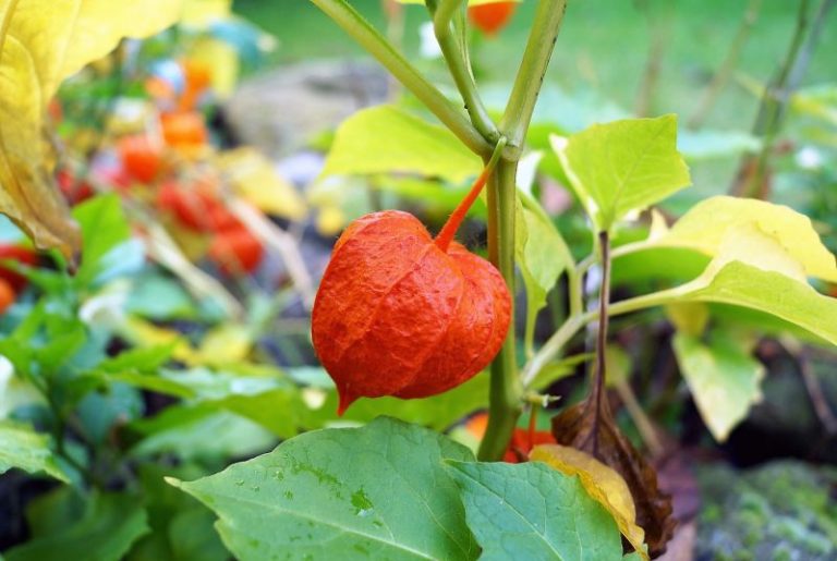 Fisalis: cultivo, nutrición y usos