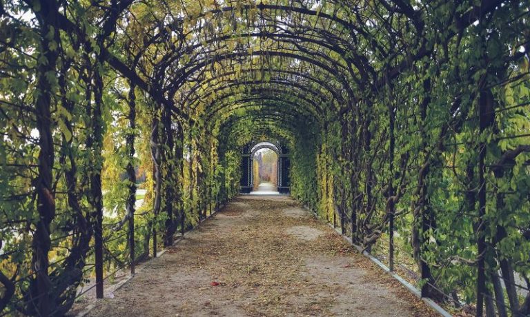 Enredaderas: guía de cultivo, tipos y cuidados