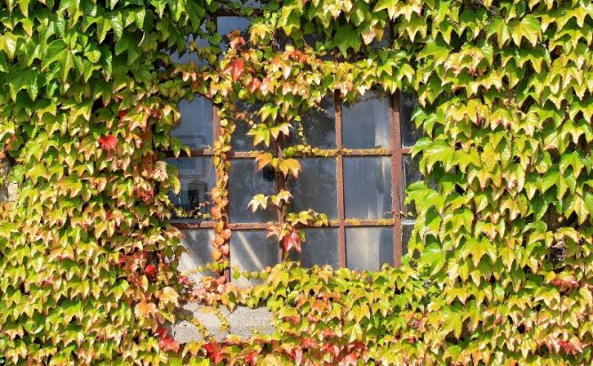 Enredaderas: guía de cultivo, tipos y cuidados