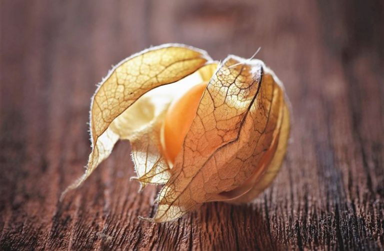 Fisalis: cultivo, nutrición y usos