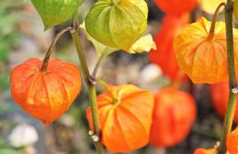 Fisalis: cultivo, nutrición y usos