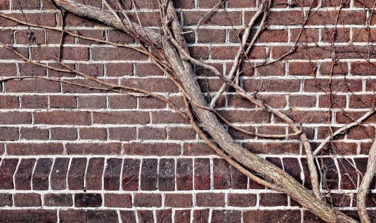 Enredaderas: guía de cultivo, tipos y cuidados