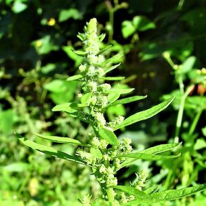 Ajonjolí | Características, cultivo, propiedades, siembra | Planta