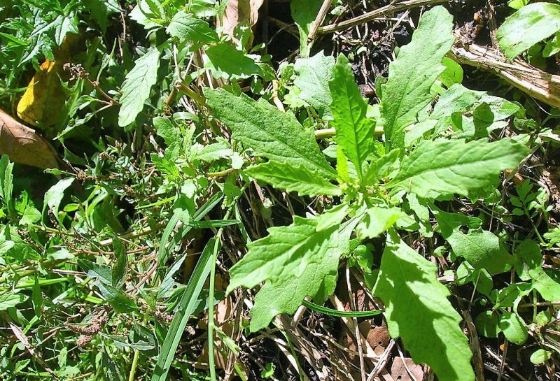 Paico Epazote: cultivo, usos y precauciones