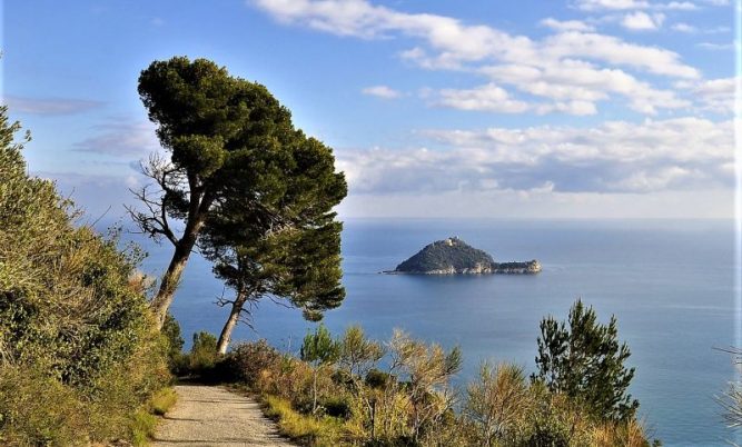 Pinus pinaster: pino marítimo del Mediterráneo
