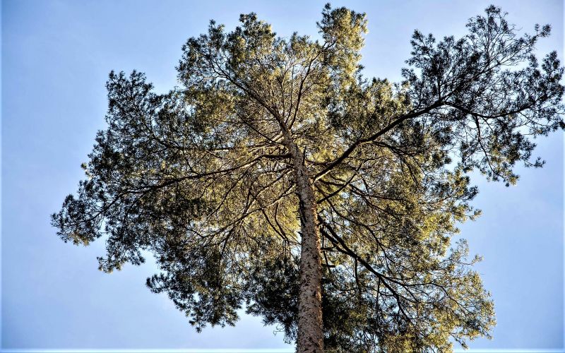 Pinus pinaster: pino marítimo del Mediterráneo