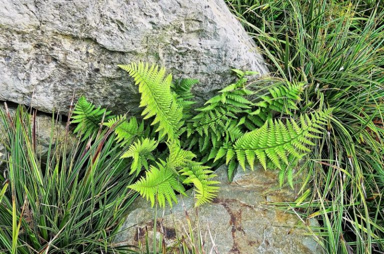 Plantas dicotiledóneas: características y ejemplos