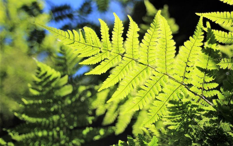 Plantas vasculares: tipos, órganos y circulación