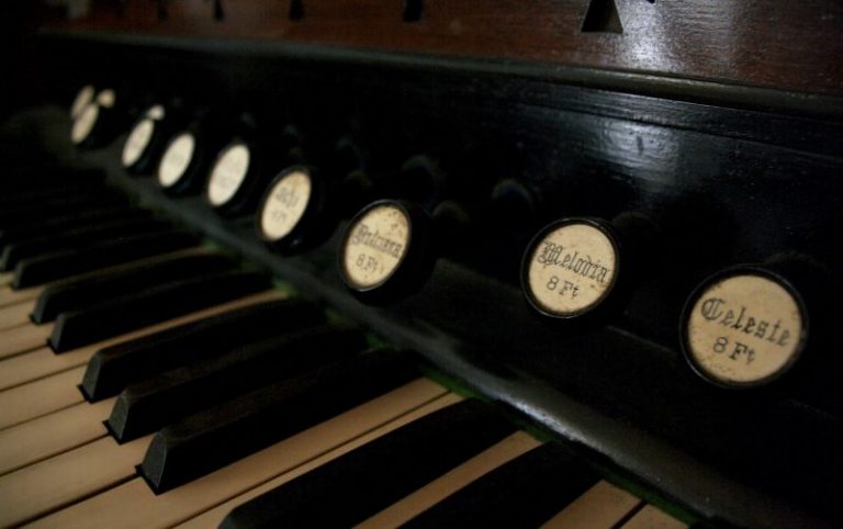 Ébano: propiedades, usos y conservación