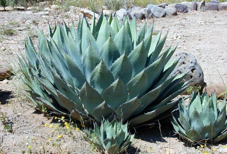 Agave attenuata: planta de cuello de cisne