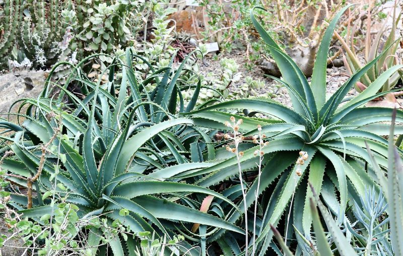 Agave: orígenes, usos y reproducción
