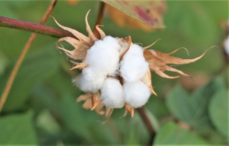 Algodón: origen, cultivo, usos y sostenibilidad