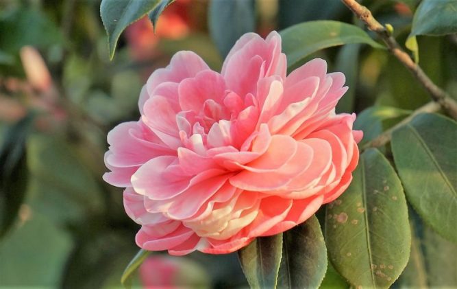 Camelia: cuidados, usos y curiosidades