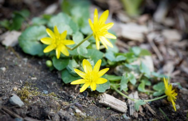 Plantas dicotiledóneas Características, estructura, reproducción ...