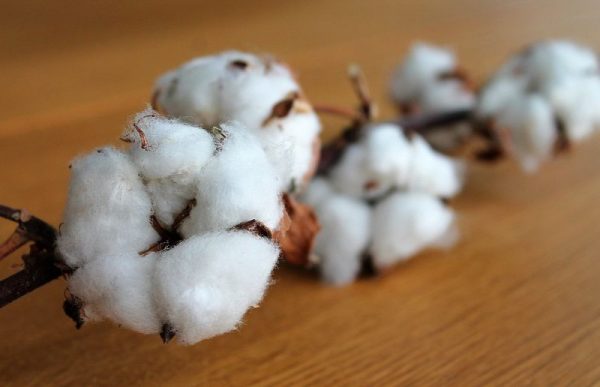Algodón: origen, cultivo, usos y sostenibilidad