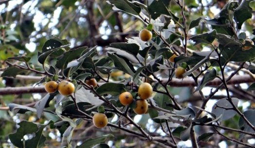 Ébano Características Usos Semillas Curiosidades Árbol Madera
