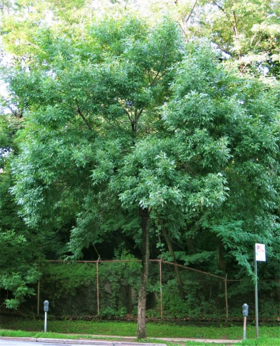 Fresno americano: características y usos en paisaje