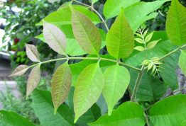 Fresno | Características, cultivo, cuidados, propiedades medicinales ...