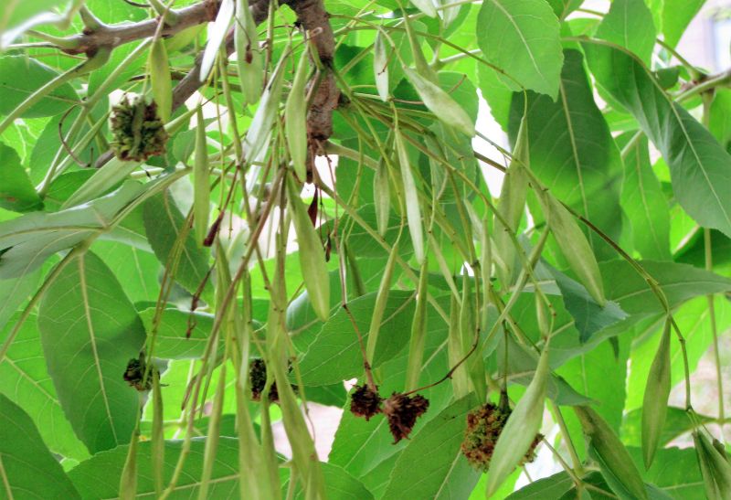 Fresno americano: características y usos en paisaje