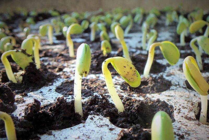 Germinación de semillas: fases y factores clave