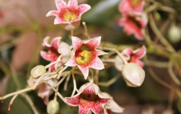 Brachychiton populneus: ornamental y resistente a la sequía