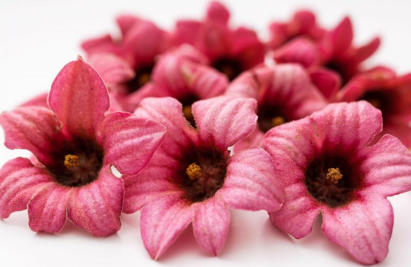 Brachychiton populneus: ornamental y resistente a la sequía