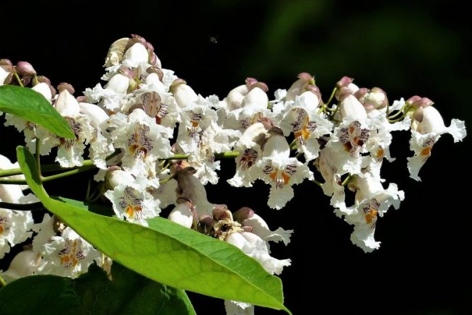 Betula pendula, abedul plateado: características y usos
