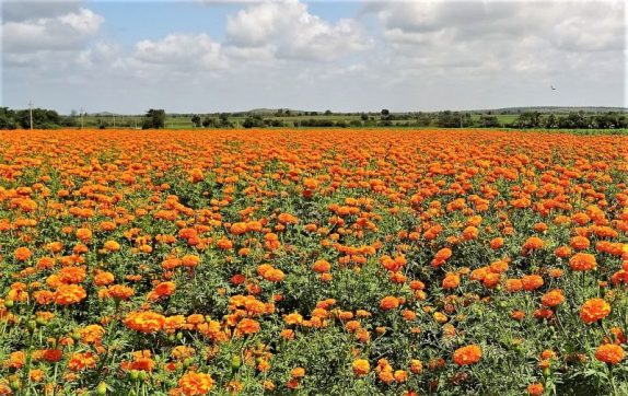 Cempasúchil: flor de Día de Muertos y símbolo