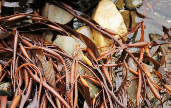 Cochayuyo: beneficios, cocina y nutrición