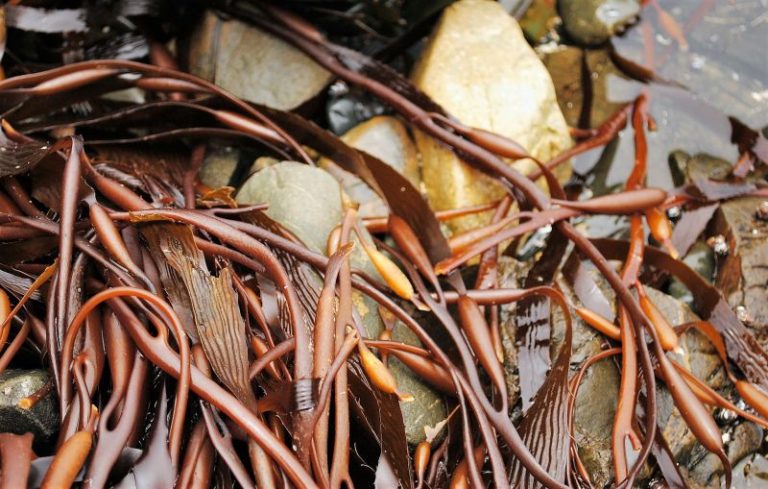 Cochayuyo: beneficios, cocina y nutrición