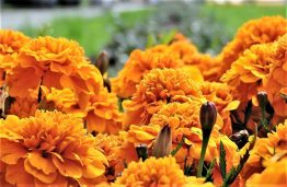 Cempasúchil: flor de Día de Muertos y símbolo