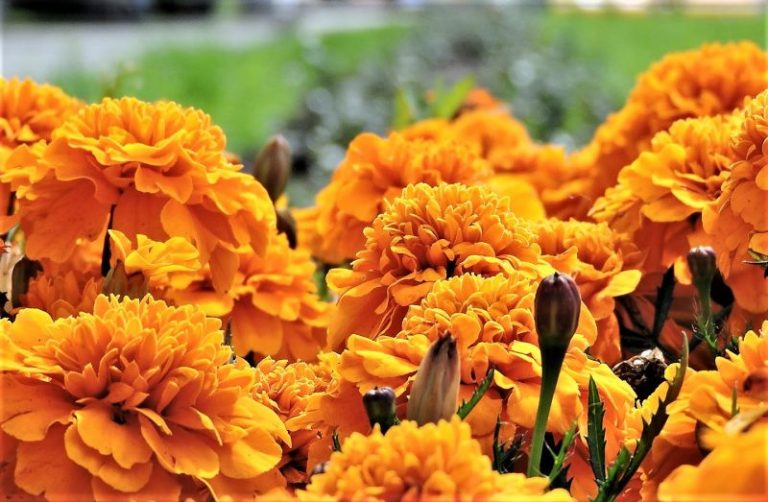 Cempasúchil: flor de Día de Muertos y símbolo